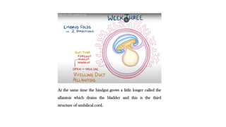 UMBILICAL CORD.................................... | PPTX