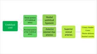 UMBILICAL CORD deformities -Dr. ARCHANA ASOK.pdf