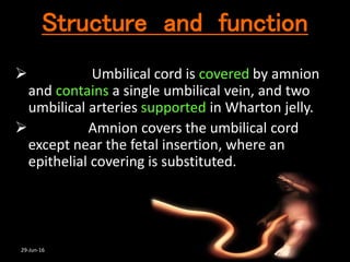 UMBILICAL CORD ABNORMALITIES & ITS OBSTETRIC OUTCOME BY DR SHASHWAT JANI | PPTX