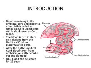 Umbilical cord stem cell | PPTX