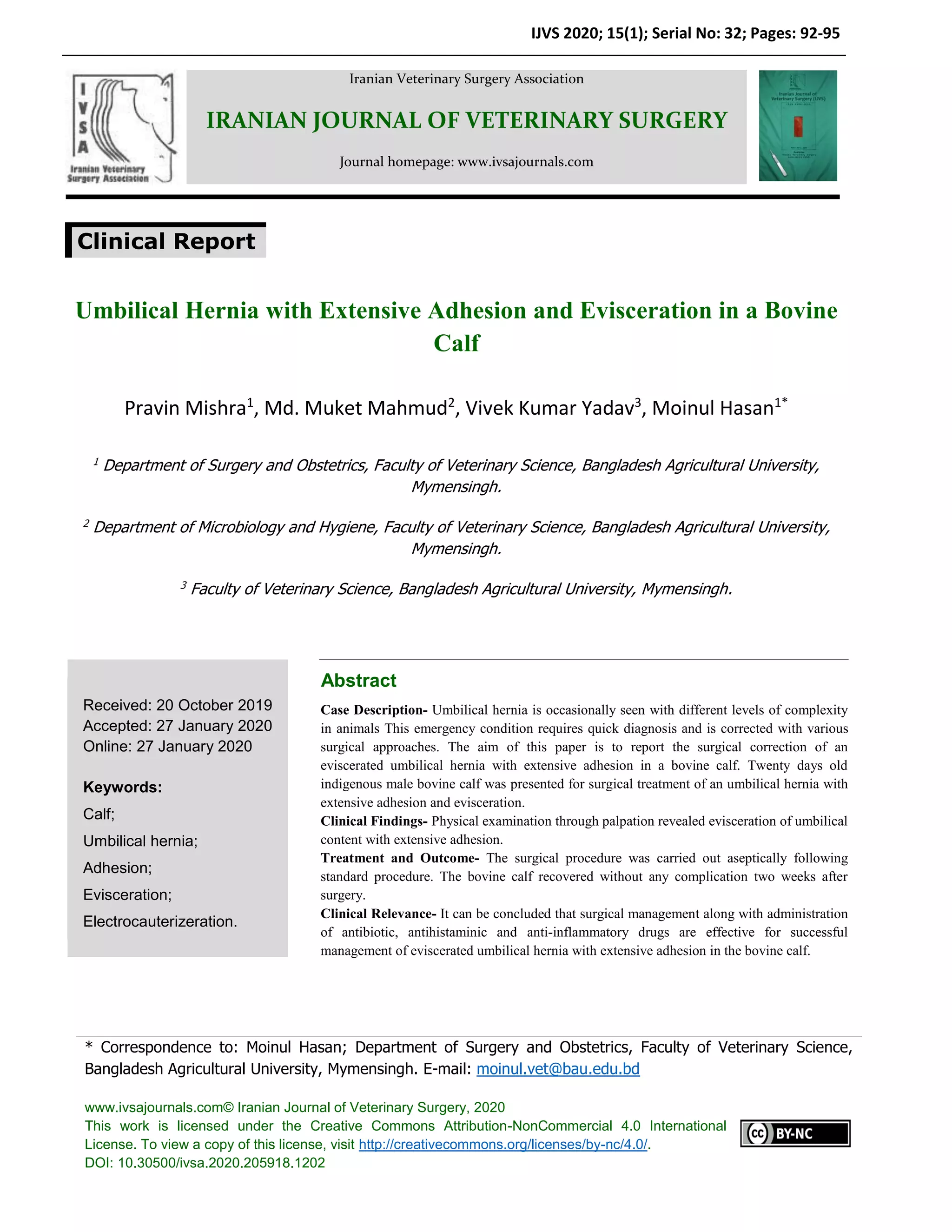 Umbilical hernia with extensive adhesion and evisceration in a bovine ...