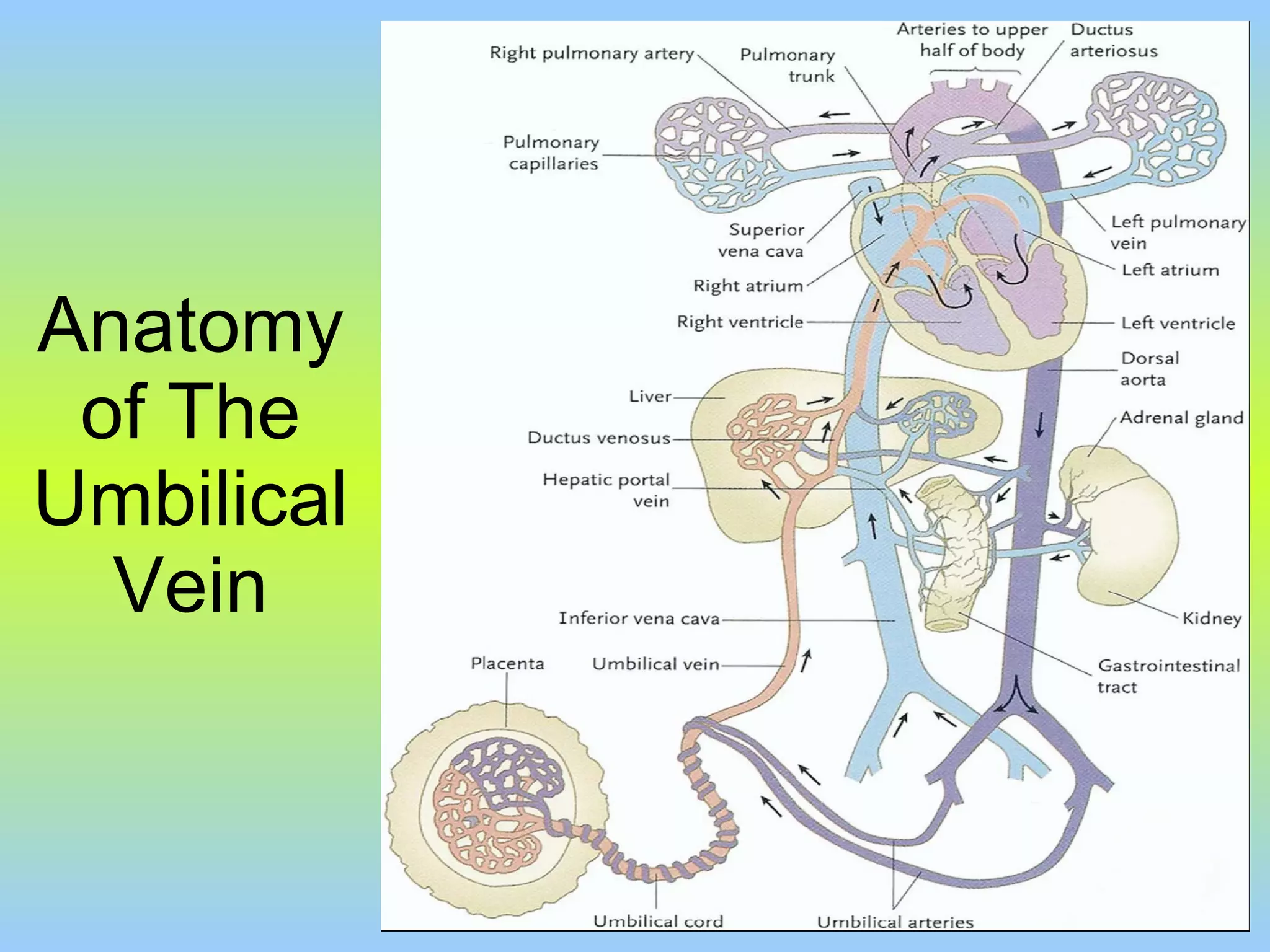 Umbilical Venous Catheter | PPT