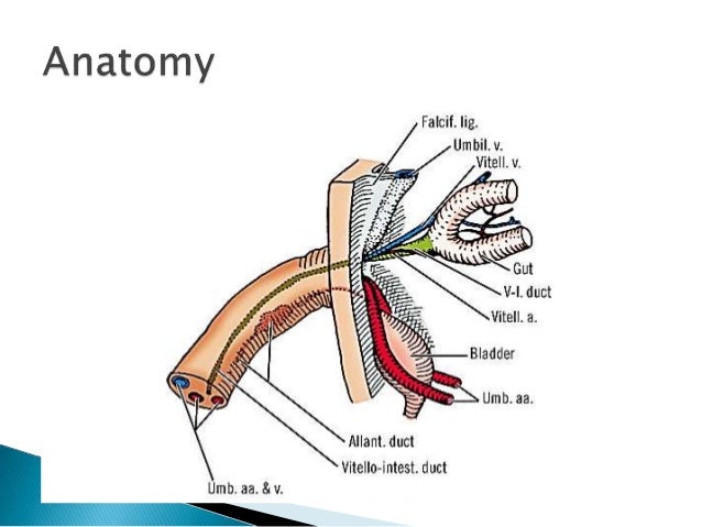 diseases of Umbilicus