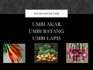 Umbi umbian ppt2 | PPTX