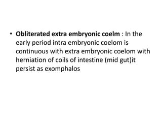 Umblical cord | PPTX