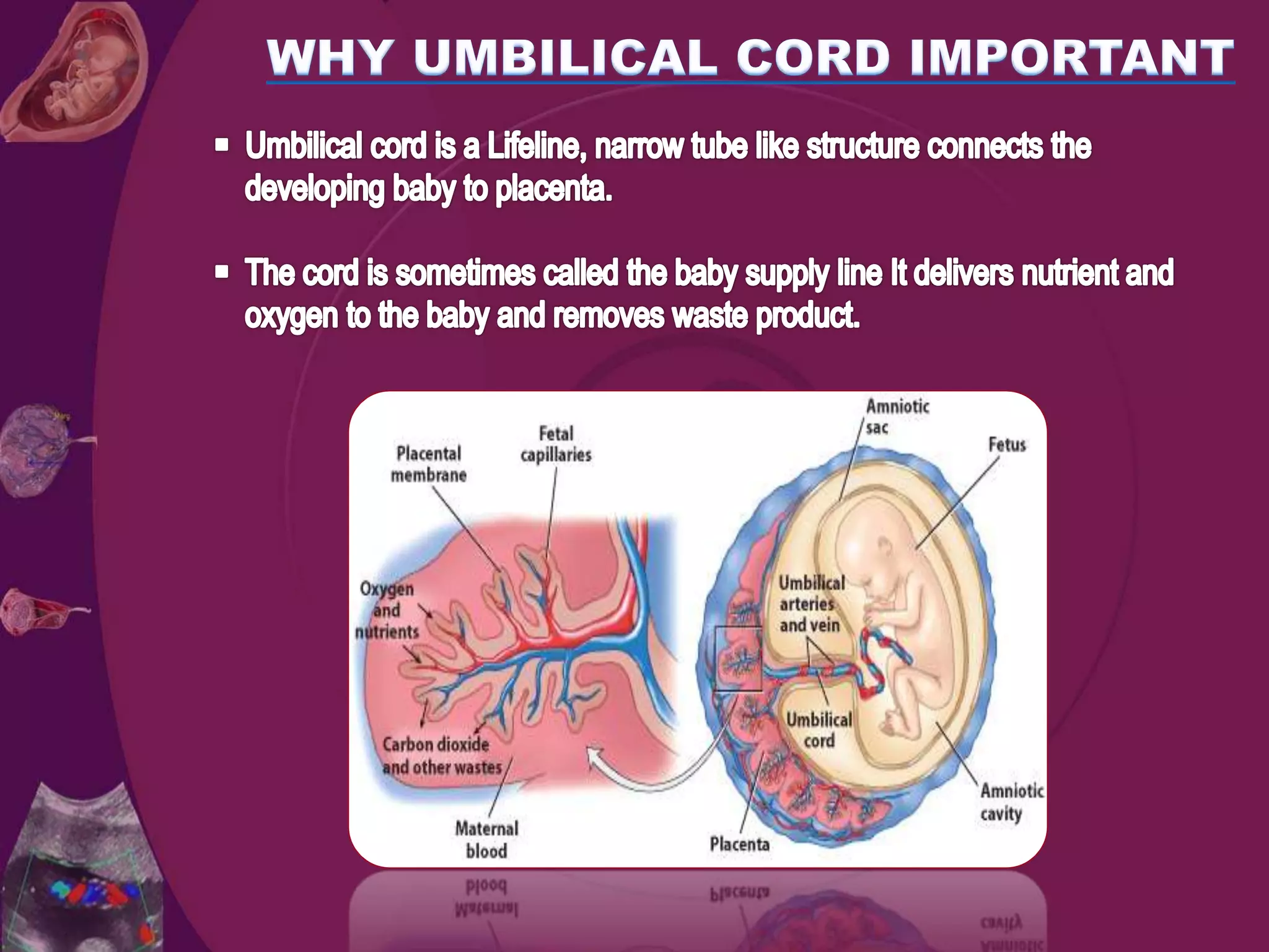 Umblical cord presentation | PPTX