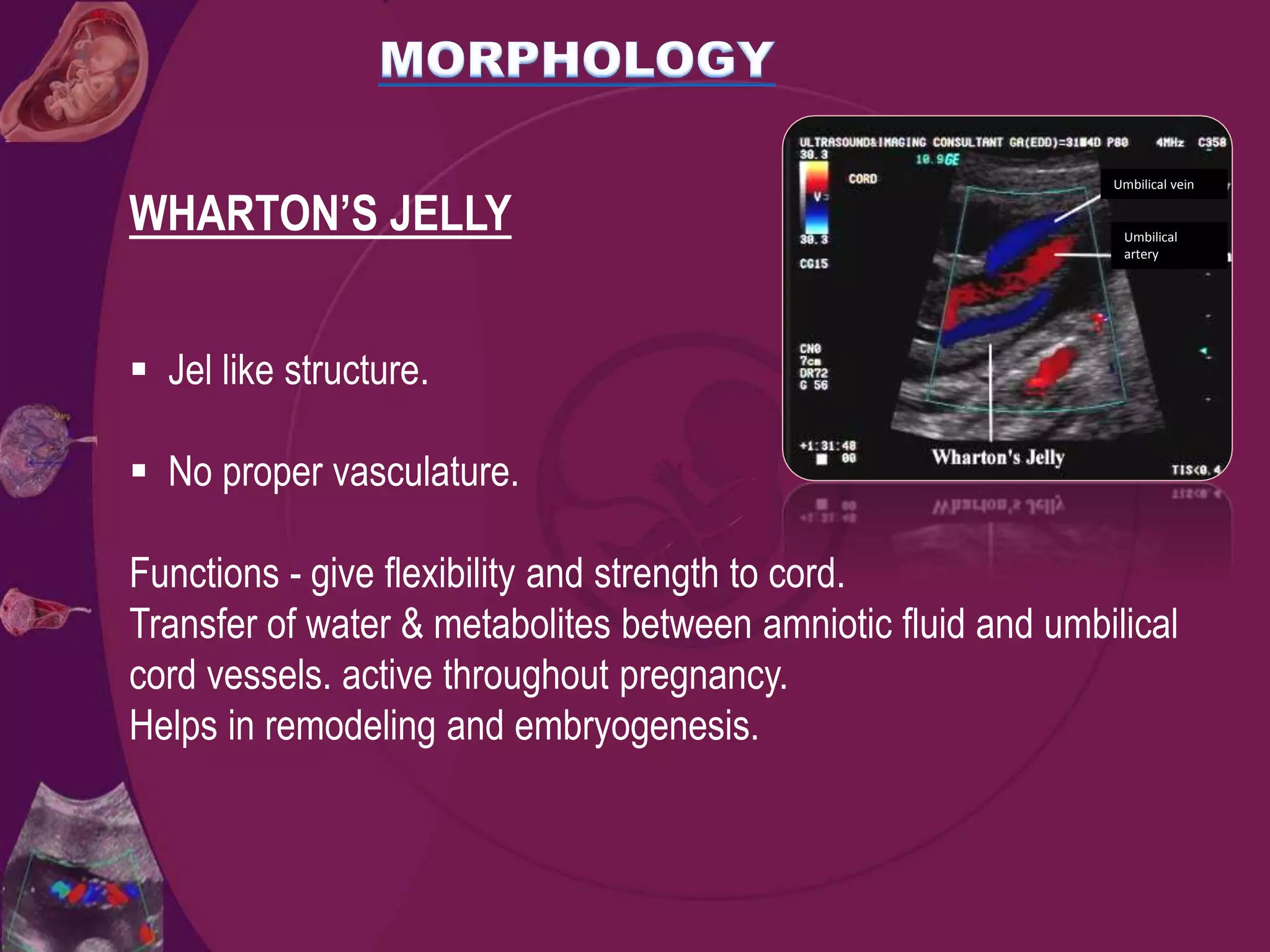 Umblical cord presentation | PPTX