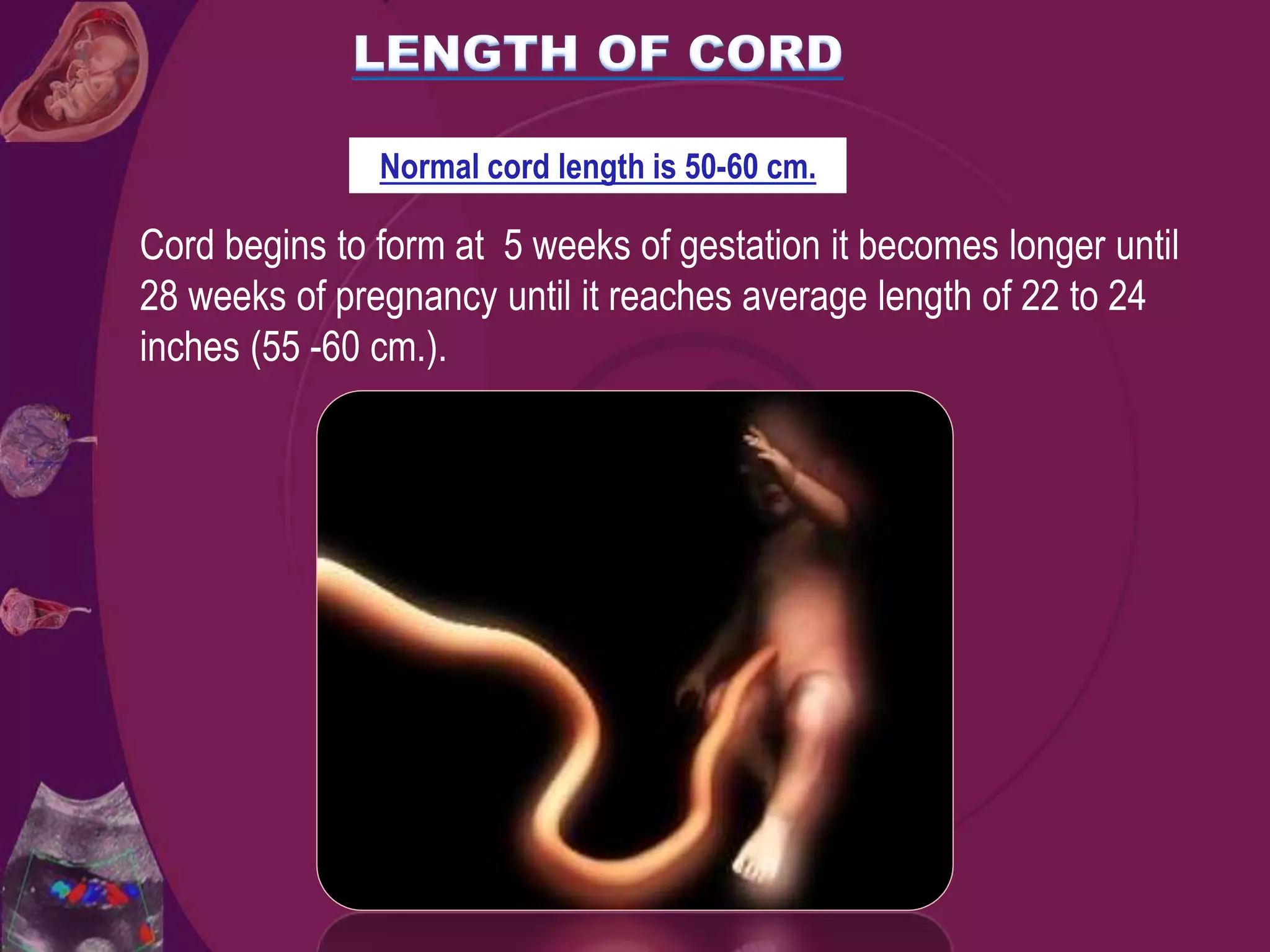 Umblical cord presentation | PPTX