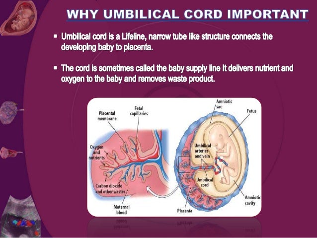 Umblical cord presentation