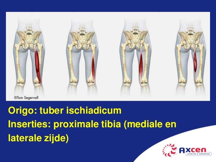 Lies en hamstrings blessures