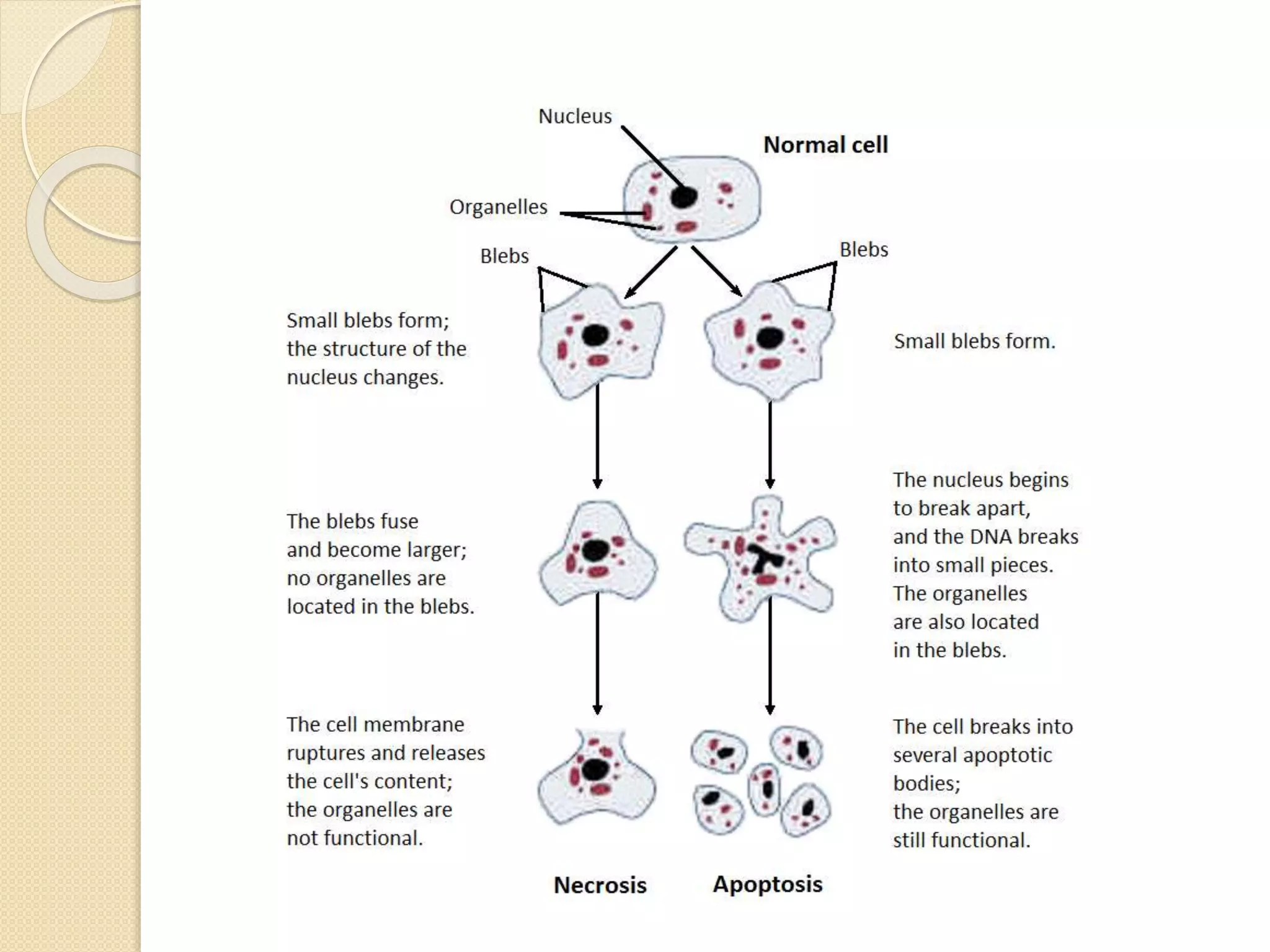 types of cell death .pptx