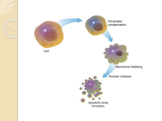 types of cell death .pptx