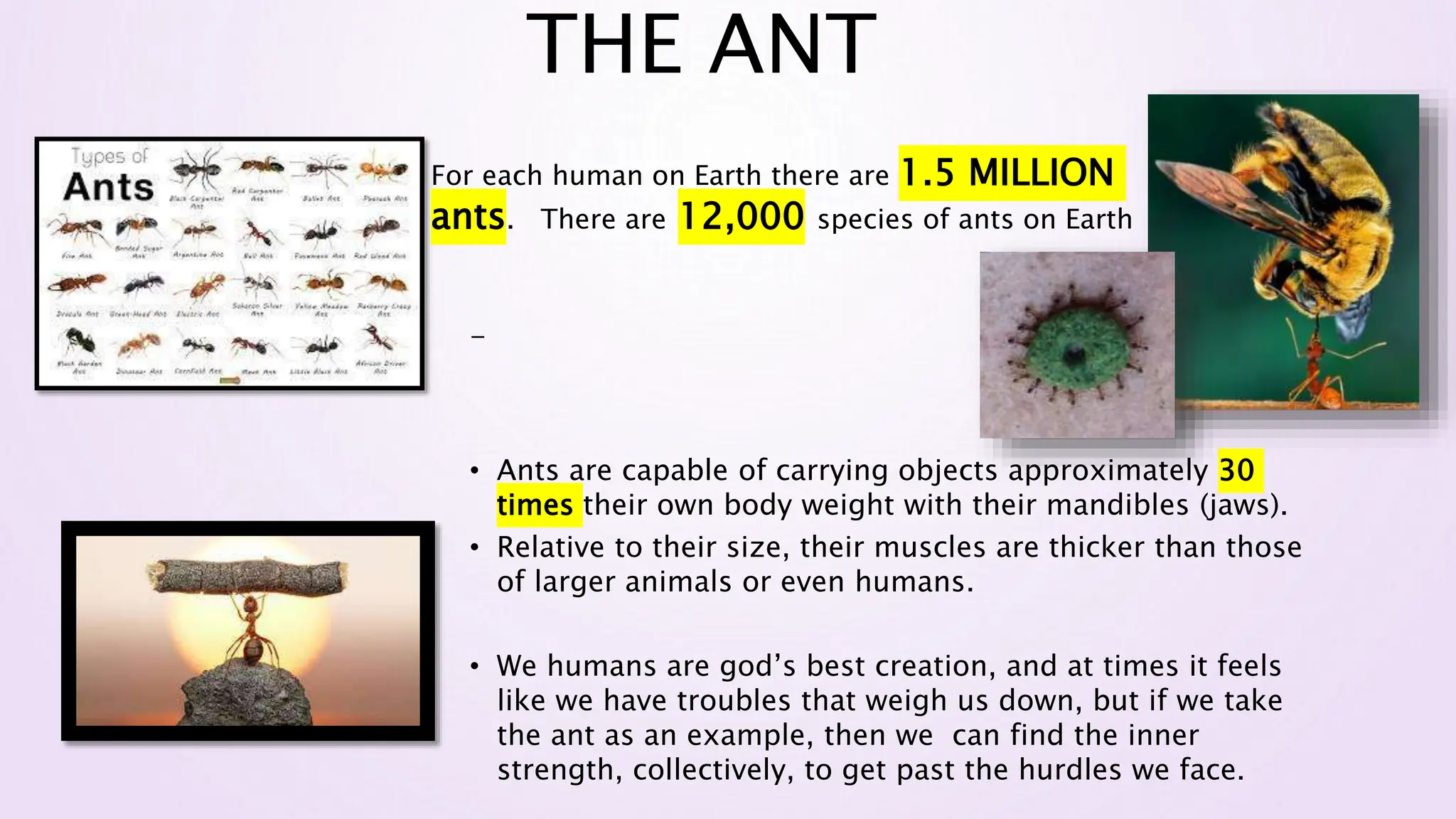Animals in the Quran | PPTX