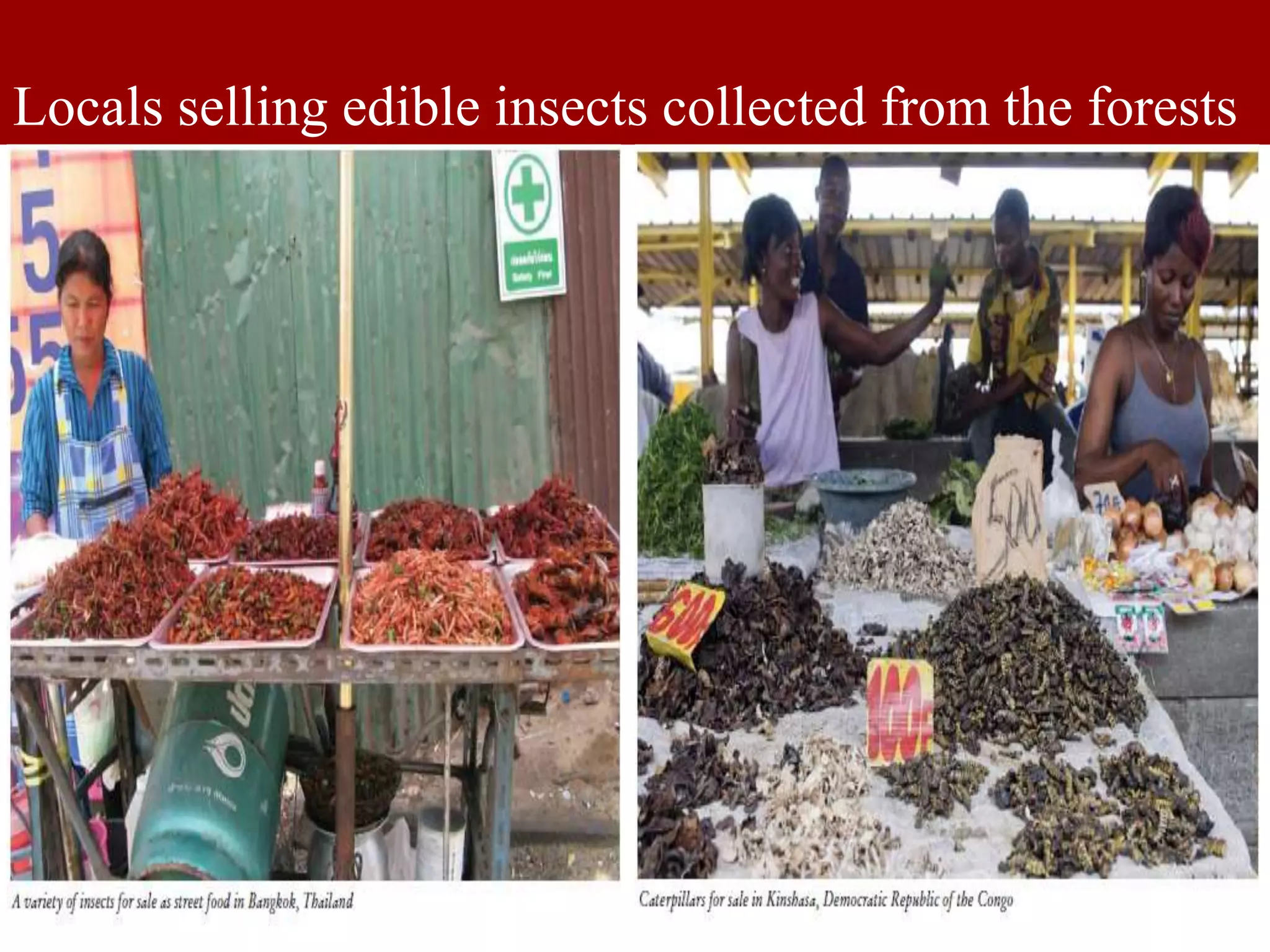 Contribution of Non-Timber Forest Products (NTFPs) on Rural Food ...