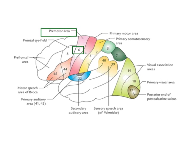 Upper Motor Neuron, Lower Motor Neuron and Brown Sequard Syndrome ...