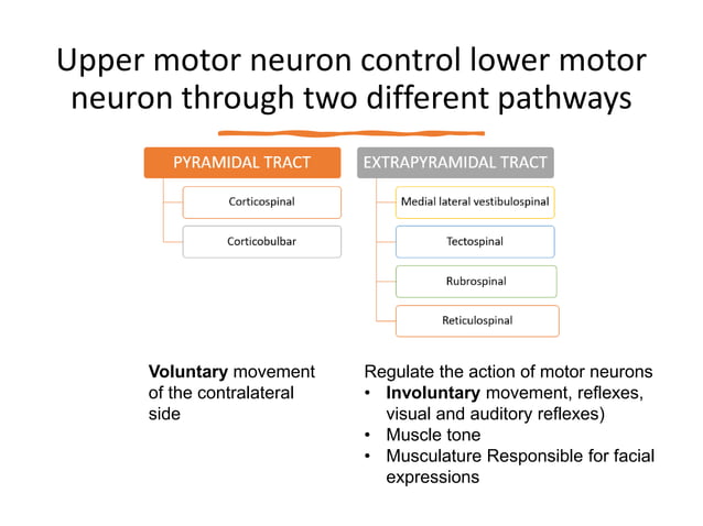 Upper Motor Neuron, Lower Motor Neuron and Brown Sequard Syndrome ...