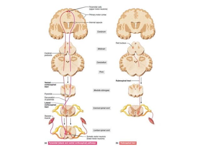 Upper Motor Neuron, Lower Motor Neuron and Brown Sequard Syndrome ...