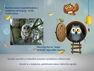 Šumska sova, Sara Ostojić | PPT