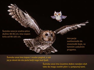 Šumska sova, Sara Ostojić | PPT