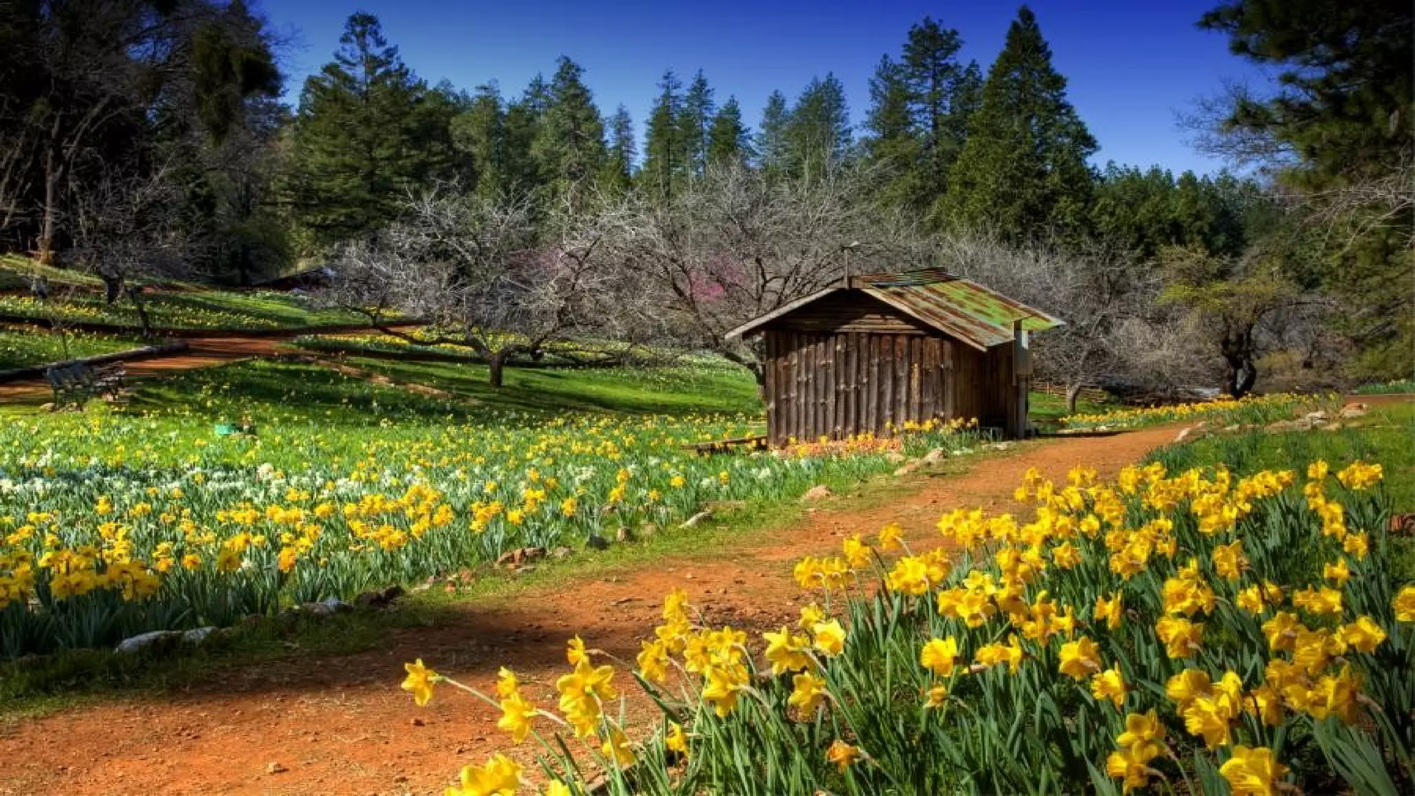 Beautiful Nature | PPS