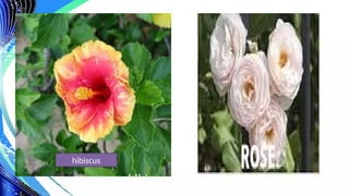 other_modes_of_reproduction_in_plants.pptx