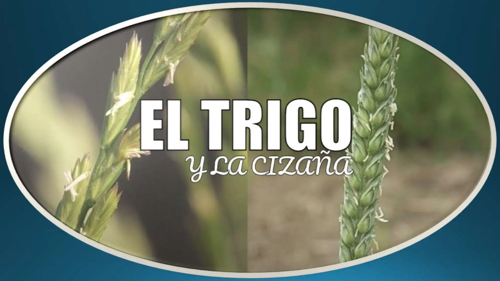 una mezcla de santos y pecadores.pptx, estudio sobre la cizaña y el ...