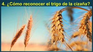 una mezcla de santos y pecadores.pptx, estudio sobre la cizaña y el ...