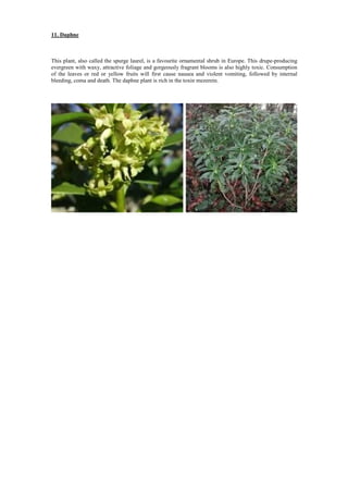 Unassuming but lethal poison plants | PDF