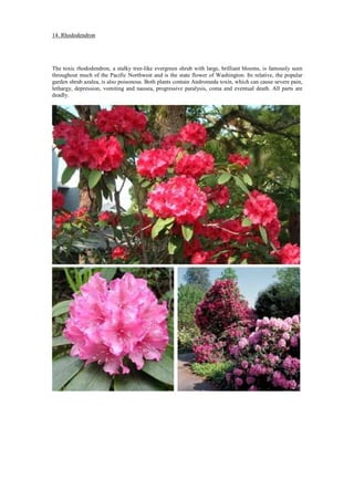 Unassuming but lethal poison plants | PDF