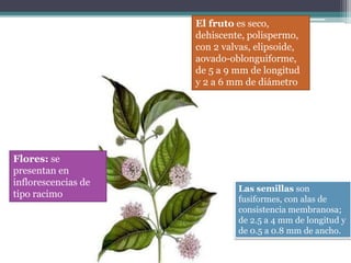 Uncaria tomentosa | PPTX
