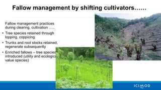 Sustainable transition of shifting cultivation systems for land ...