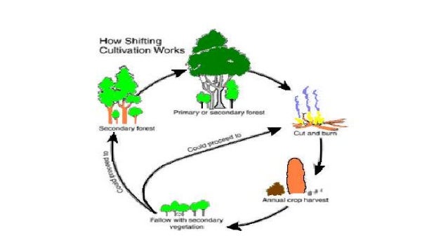 Shifting Cultivation Diagram