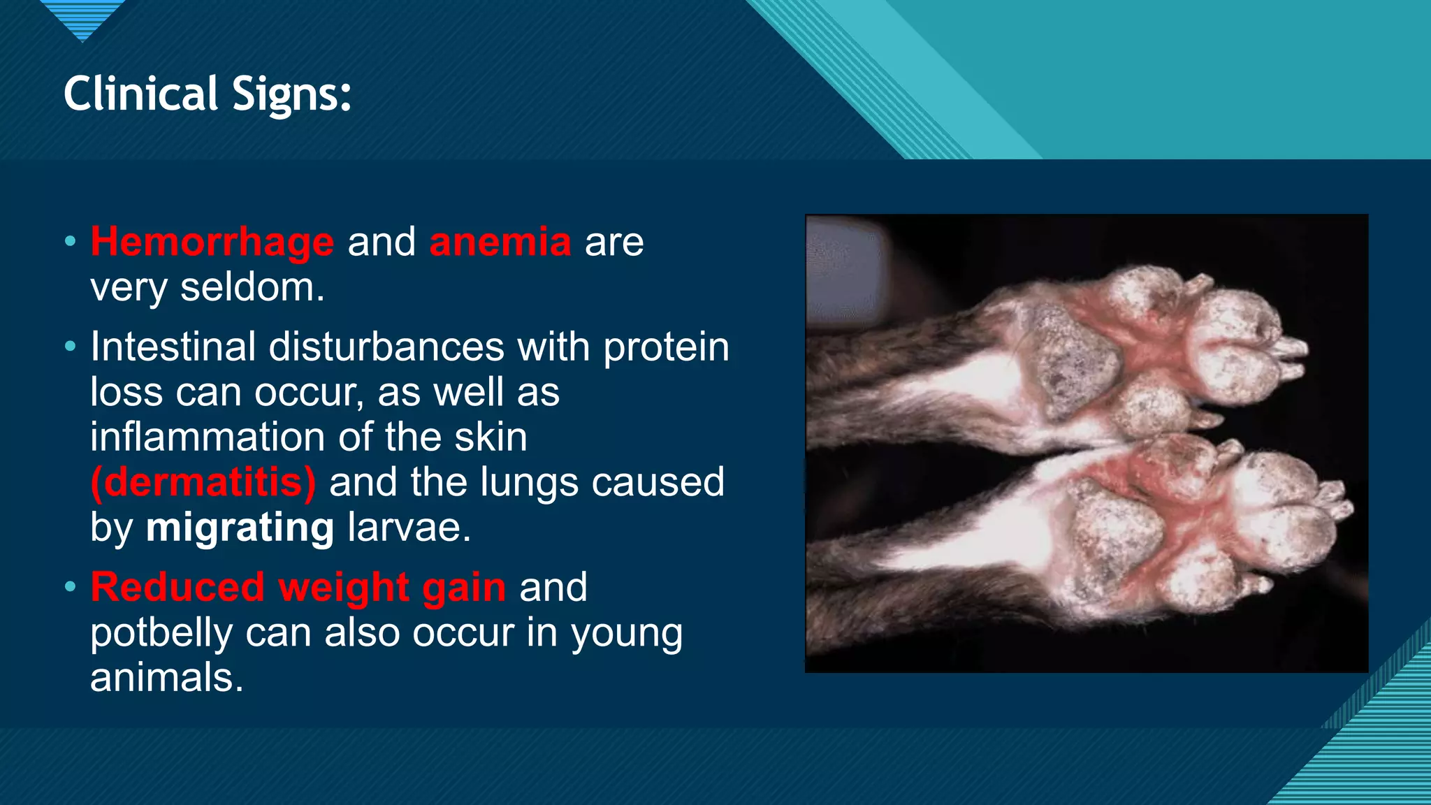 Uncinaria Stenocephala | Hook worm | Nematode | PPT