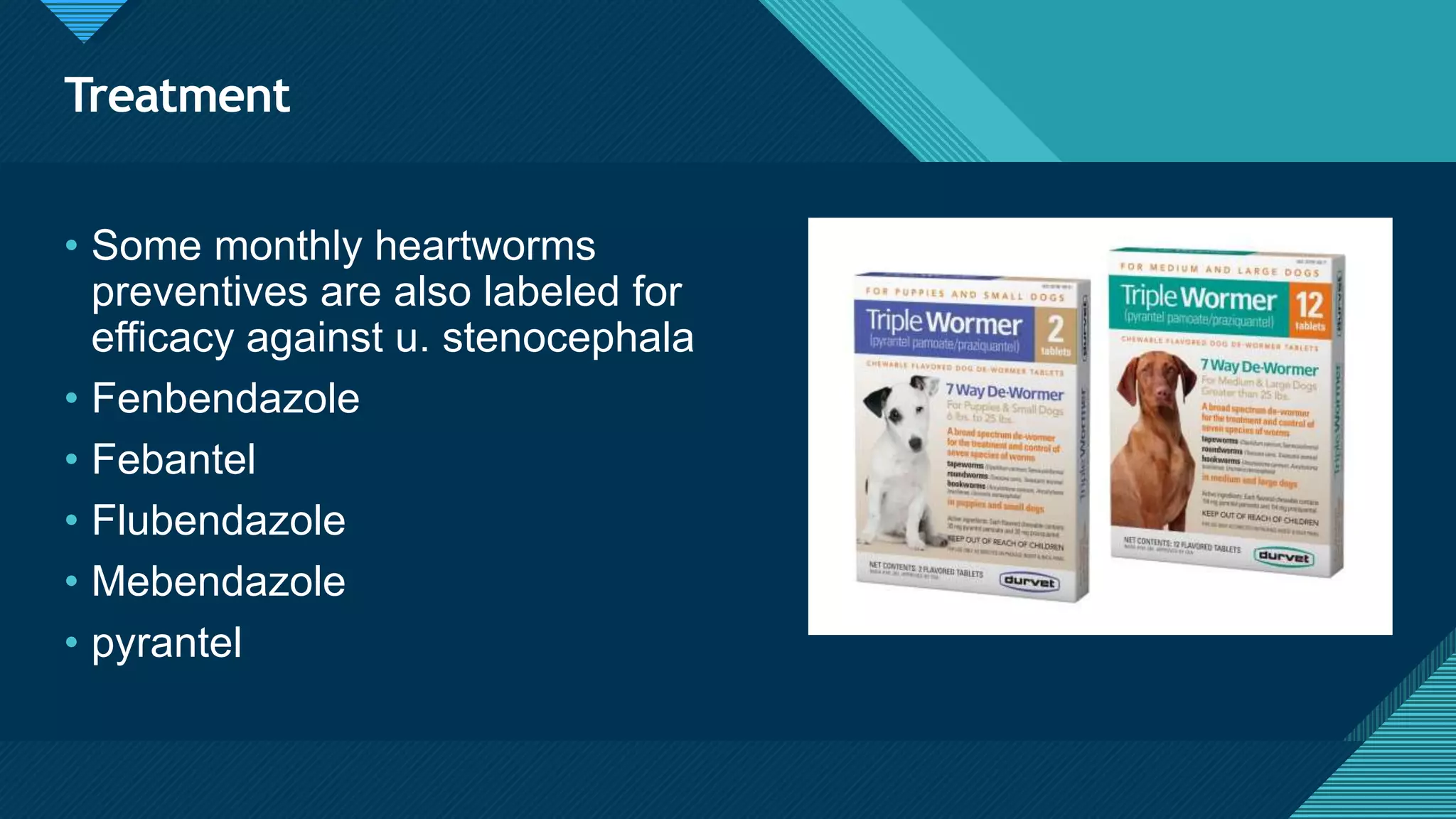 Uncinaria Stenocephala | Hook worm | Nematode | PPT