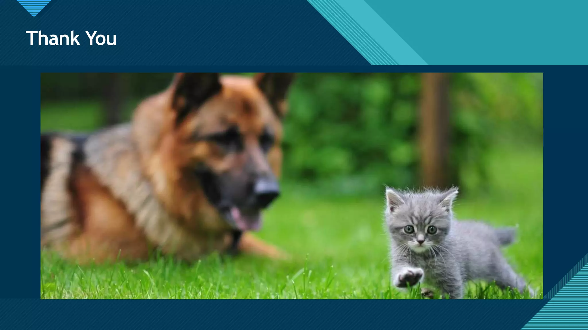 Uncinaria Stenocephala | Hook worm | Nematode | PPT