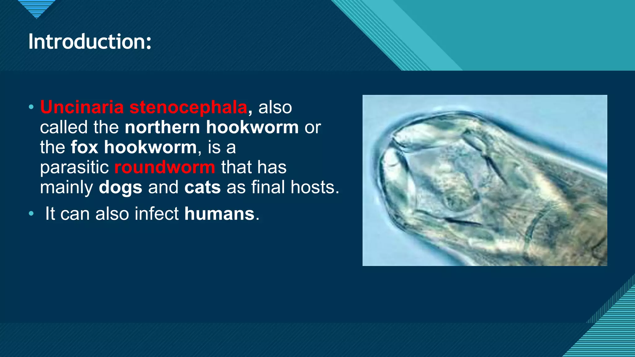 Uncinaria Stenocephala | Hook worm | Nematode | PPT