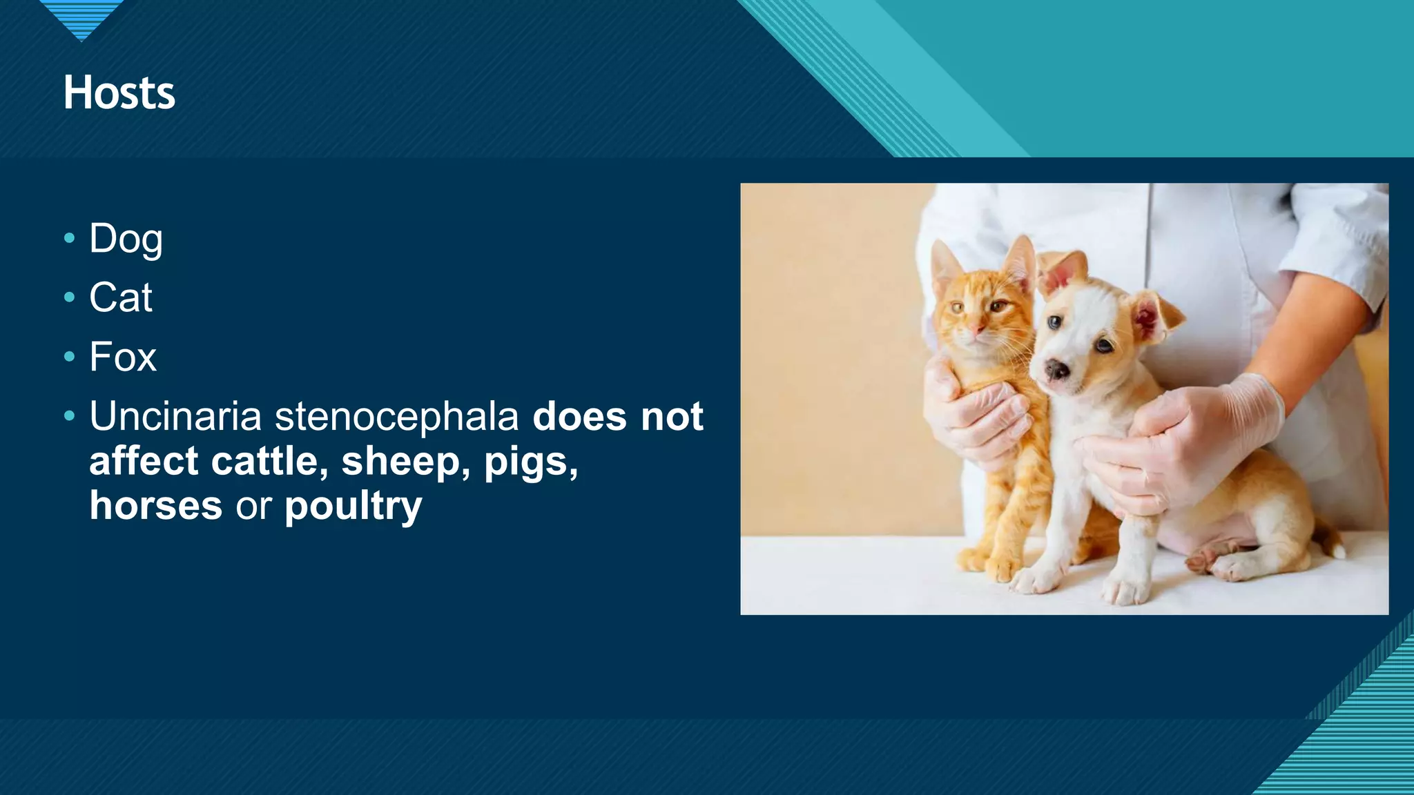 Uncinaria Stenocephala | Hook worm | Nematode | PPT