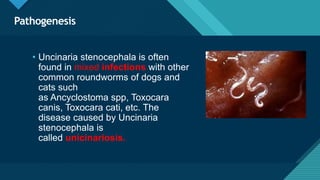 Uncinaria Stenocephala | Hook worm | Nematode | PPT