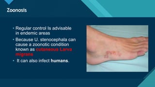 Uncinaria Stenocephala | Hook worm | Nematode | PPT