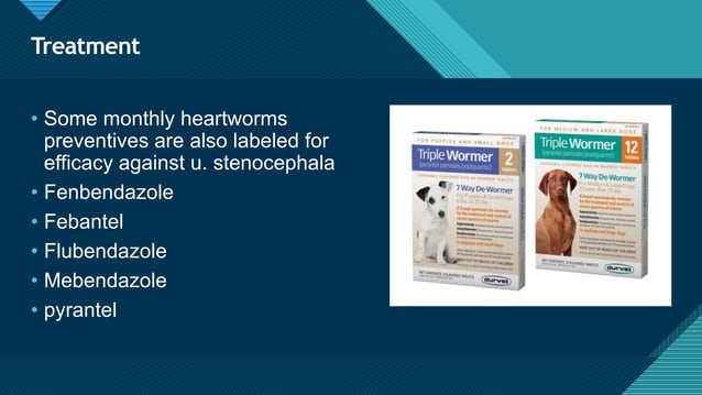 Uncinaria Stenocephala | Hook worm | Nematode | PPT