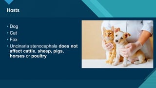 Uncinaria Stenocephala | Hook worm | Nematode | PPT