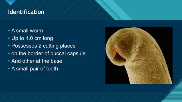 Uncinaria Stenocephala | Hook worm | Nematode | PPT
