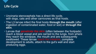 Uncinaria Stenocephala | Hook worm | Nematode | PPT