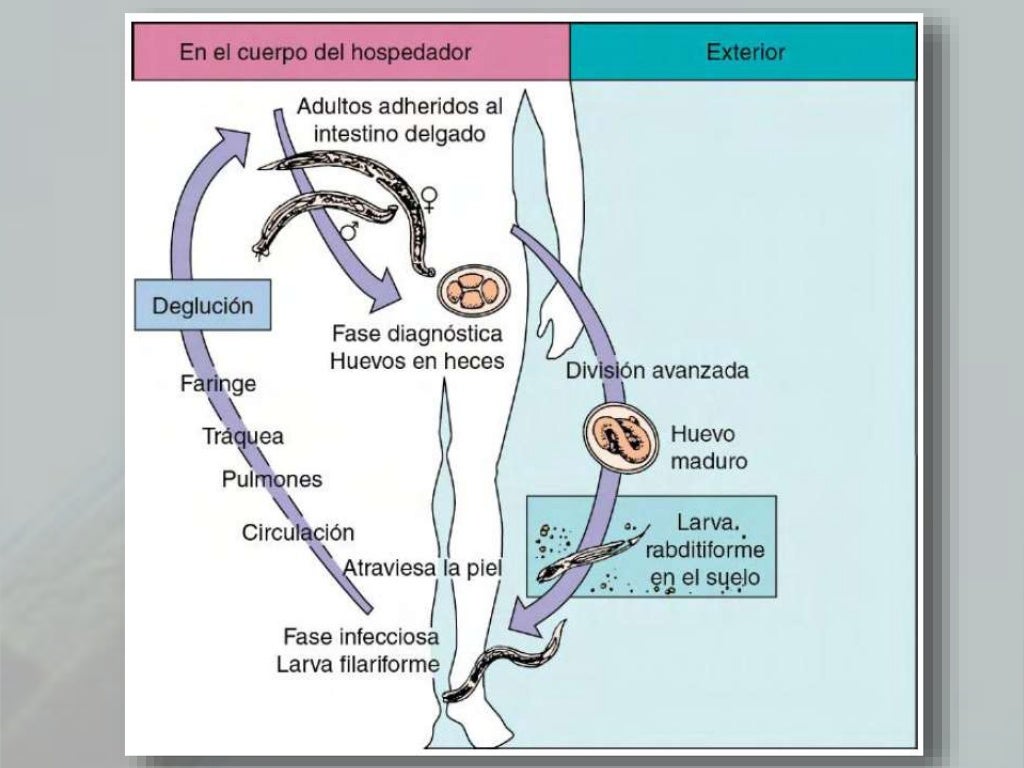 Uncinariasis por Necator americanus