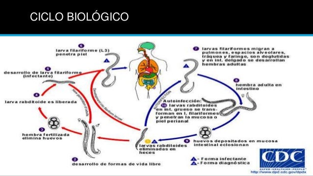 Uncinarias microbiología 2 D