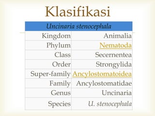 parasitologi veteriner_Uncinaria stenocephala | PPTX
