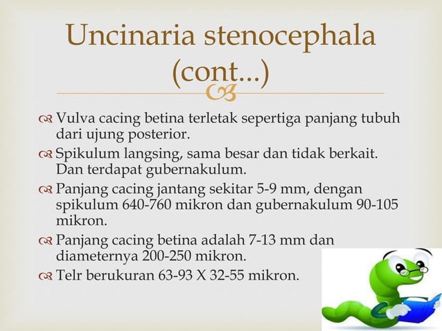 parasitologi veteriner_Uncinaria stenocephala | PPT