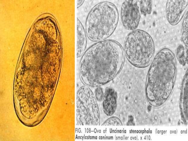 parasitologi veteriner_Uncinaria stenocephala | PPT