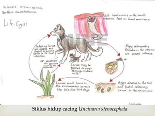 parasitologi veteriner_Uncinaria stenocephala | PPTX