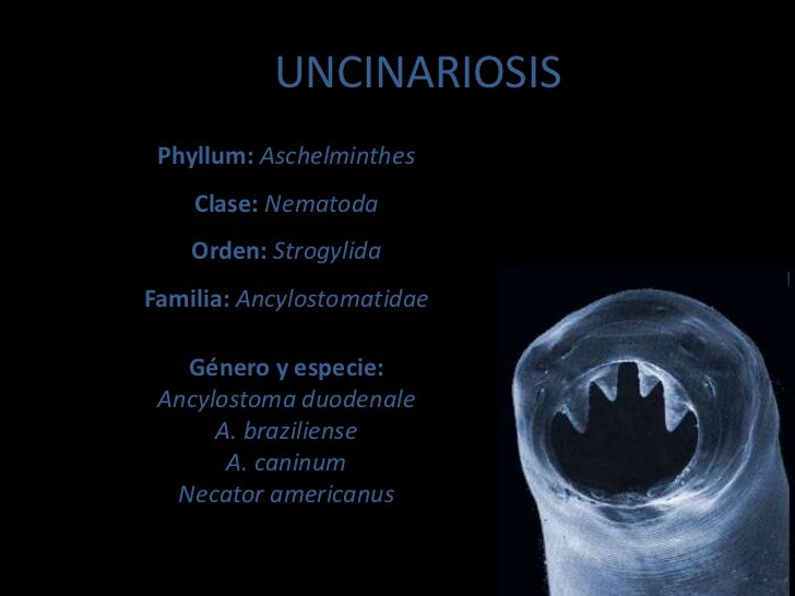 Uncinariasis O Anquilostomiasis Informacin Prctica